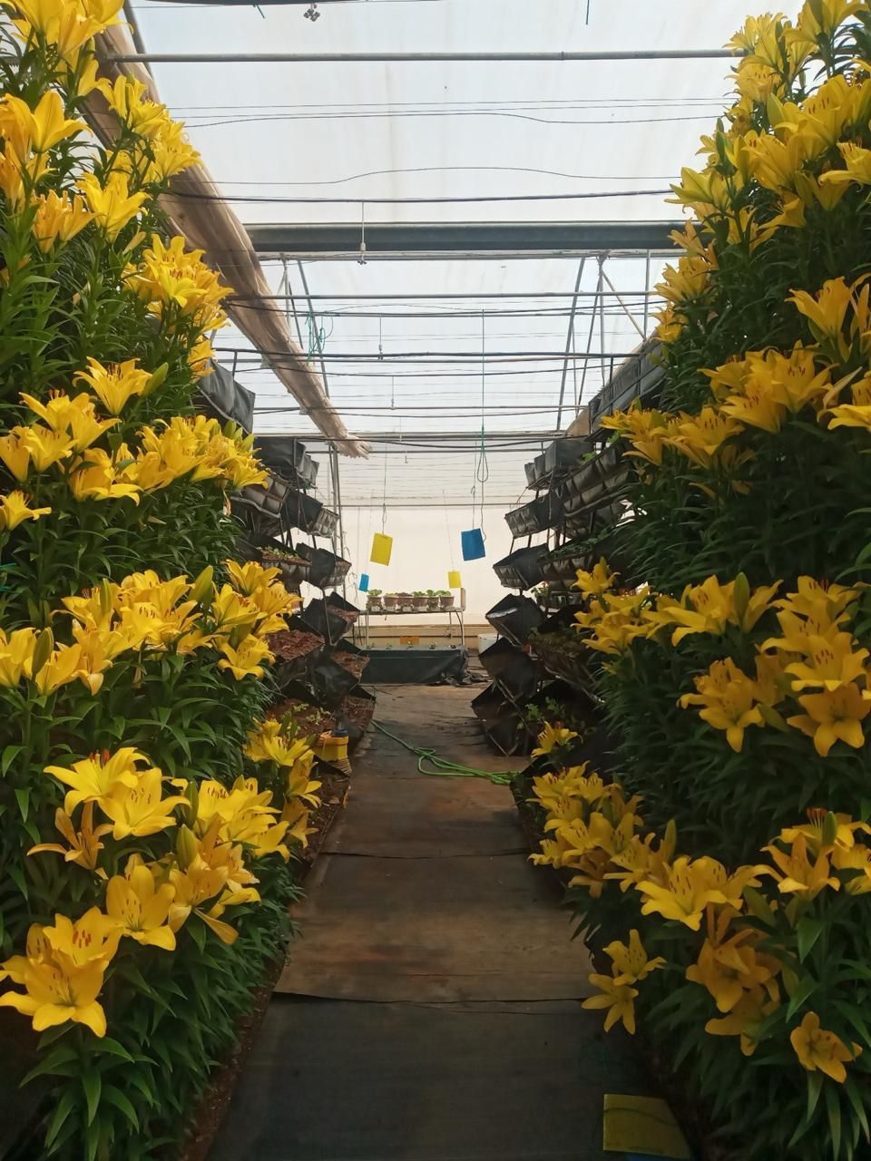 Our Services | Horticulture Consultancy - HortiConsult